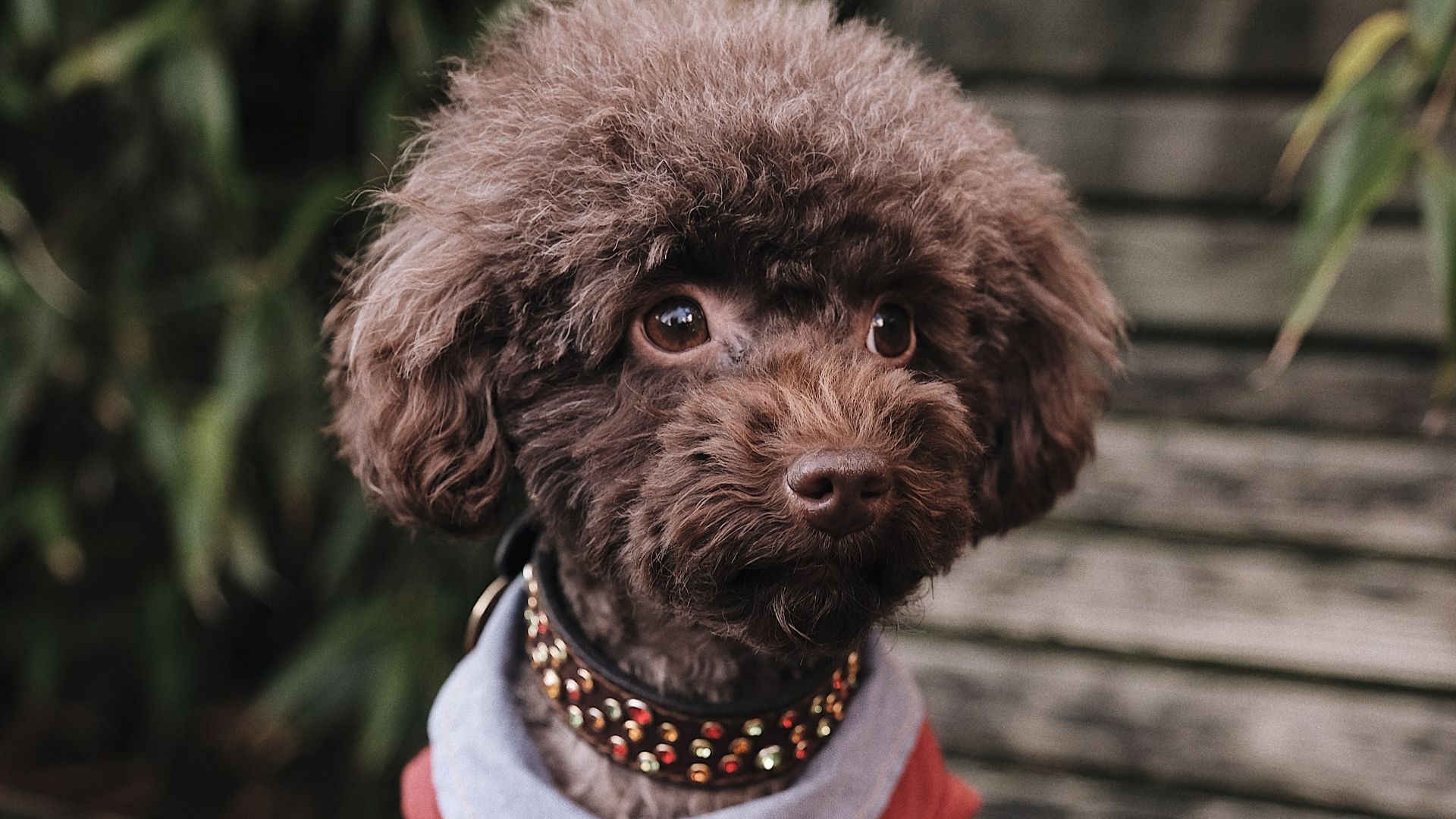 Resources - Senior Pet Connection