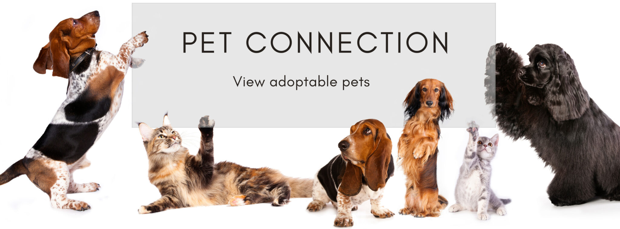Pets - Senior Pet Connection